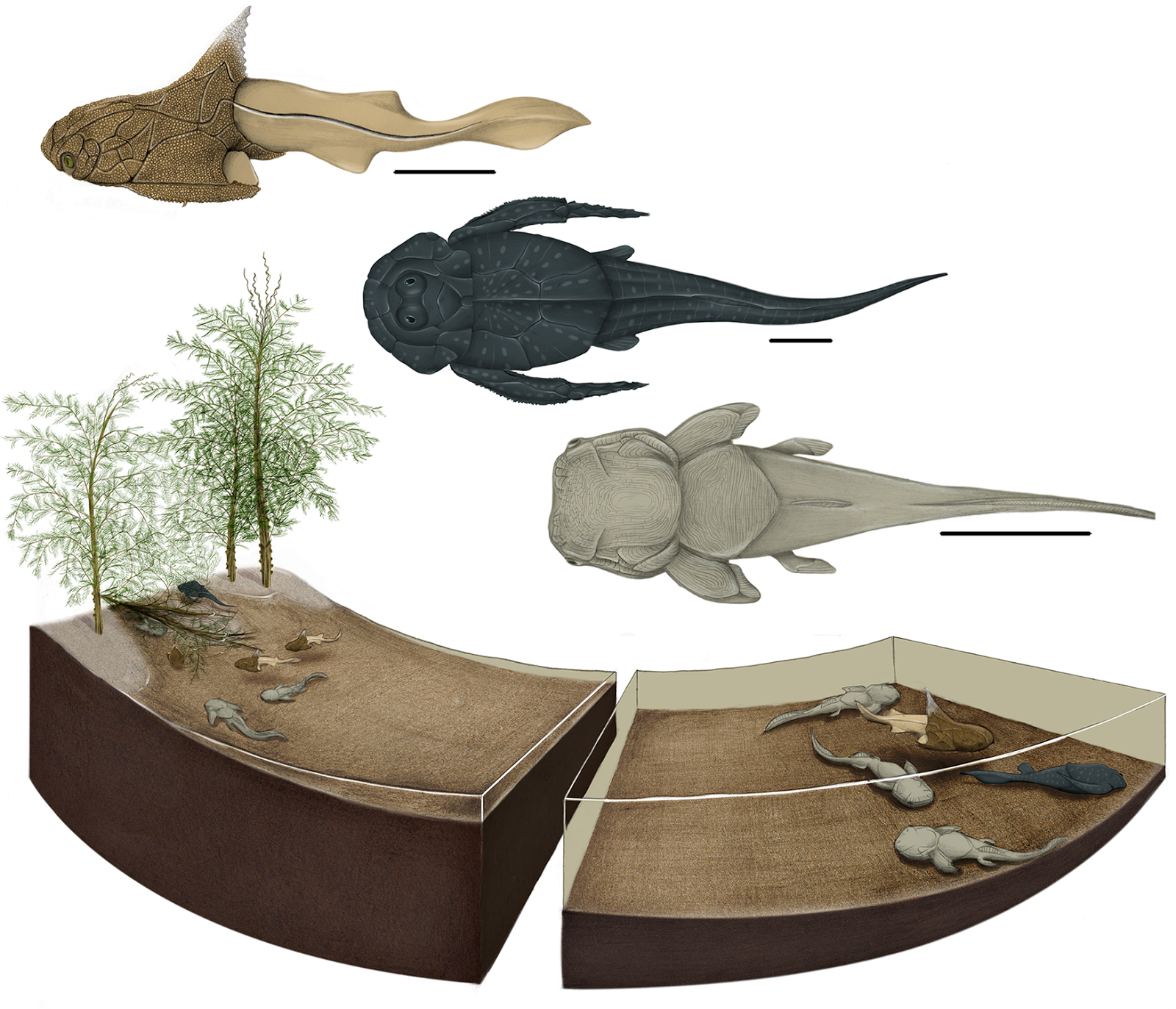 Species New to Science: [PaleoIchthyology • 2016] Placoderm Assemblage ...