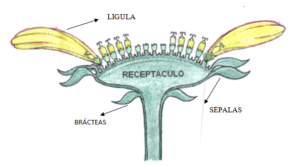 Plantas e Flores do Areal: Scolymus hispanicus L.