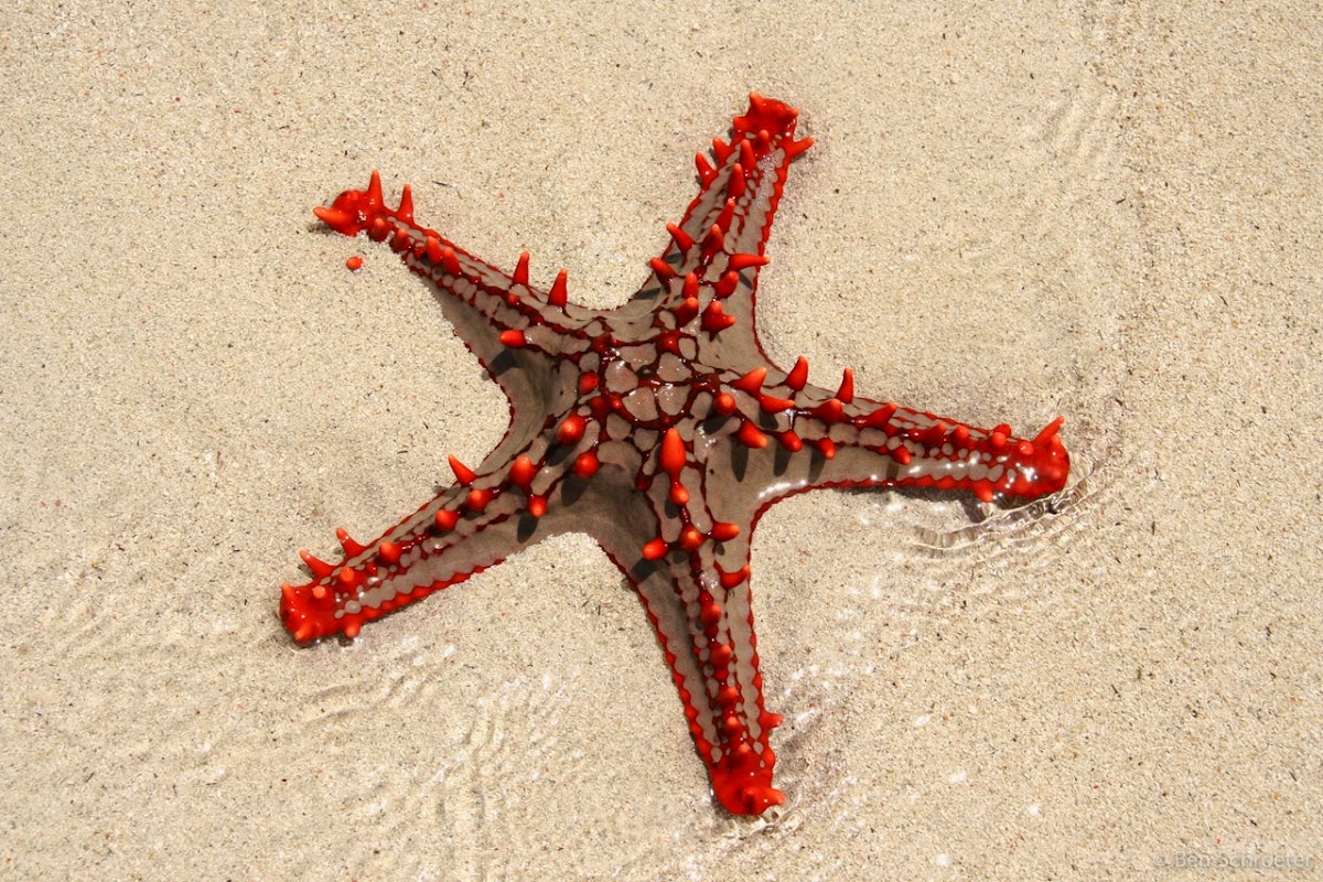 Biologia-Vida: Estrela-do-mar-de-botão-vermelho / Red-knobbed starfish ...