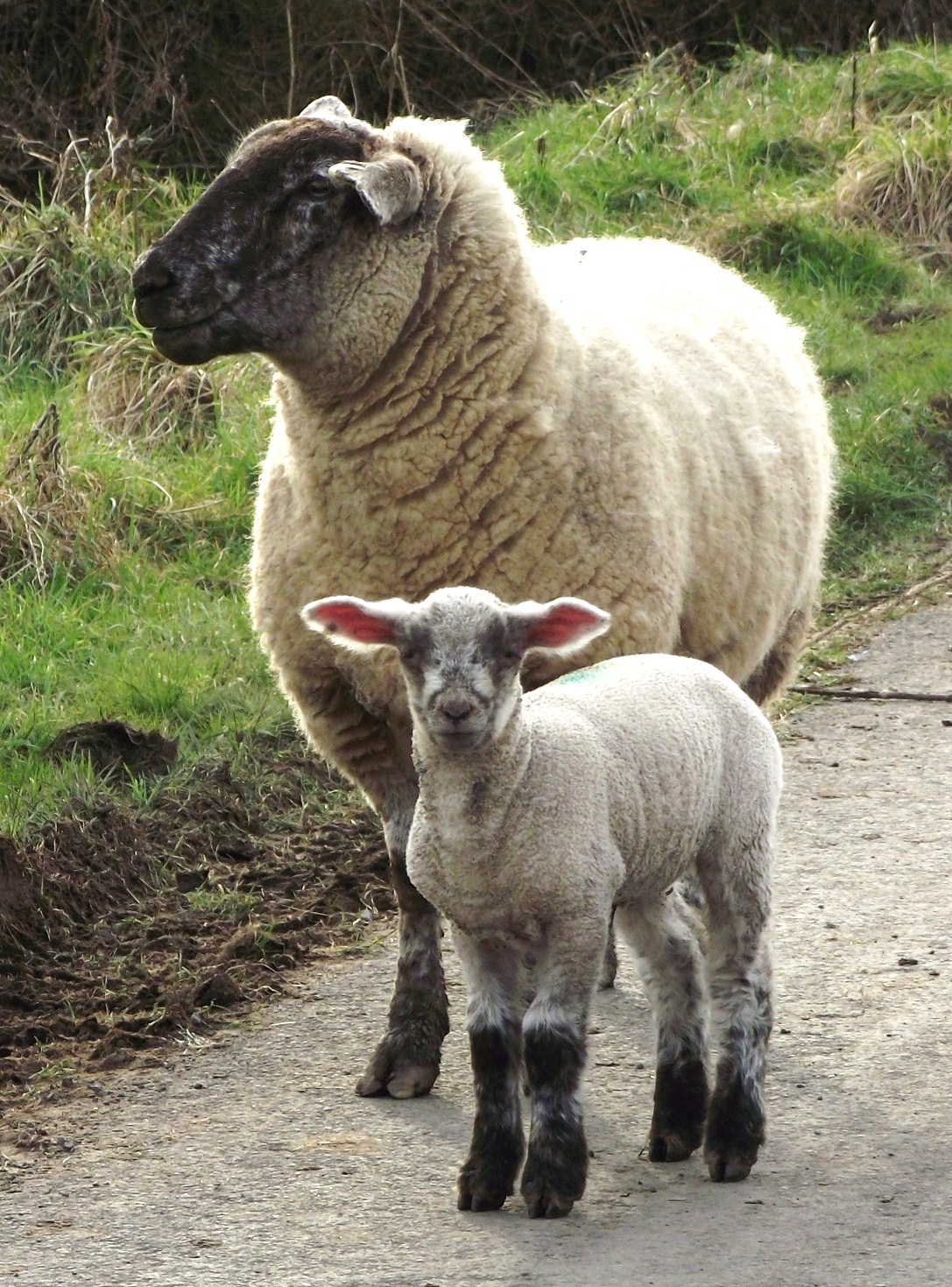 Lizzie Lenard Vintage Sewing: A Pretty Picture for Sunday - Stray Sheep