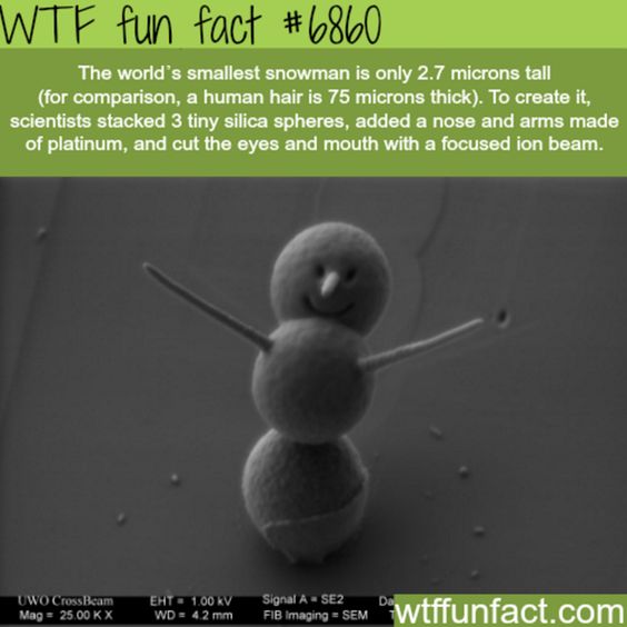 60 Amazing Weird And Interesting Random Facts | Amazing WTF Facts