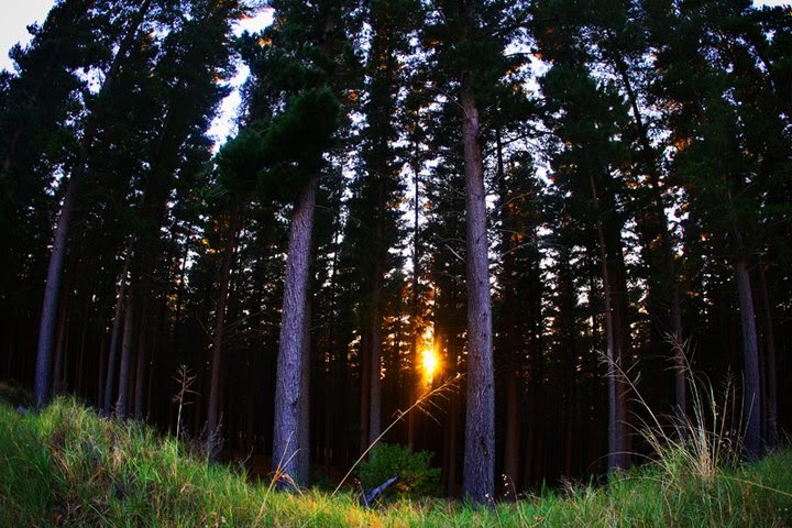 beautiful mind: Tokai Forest