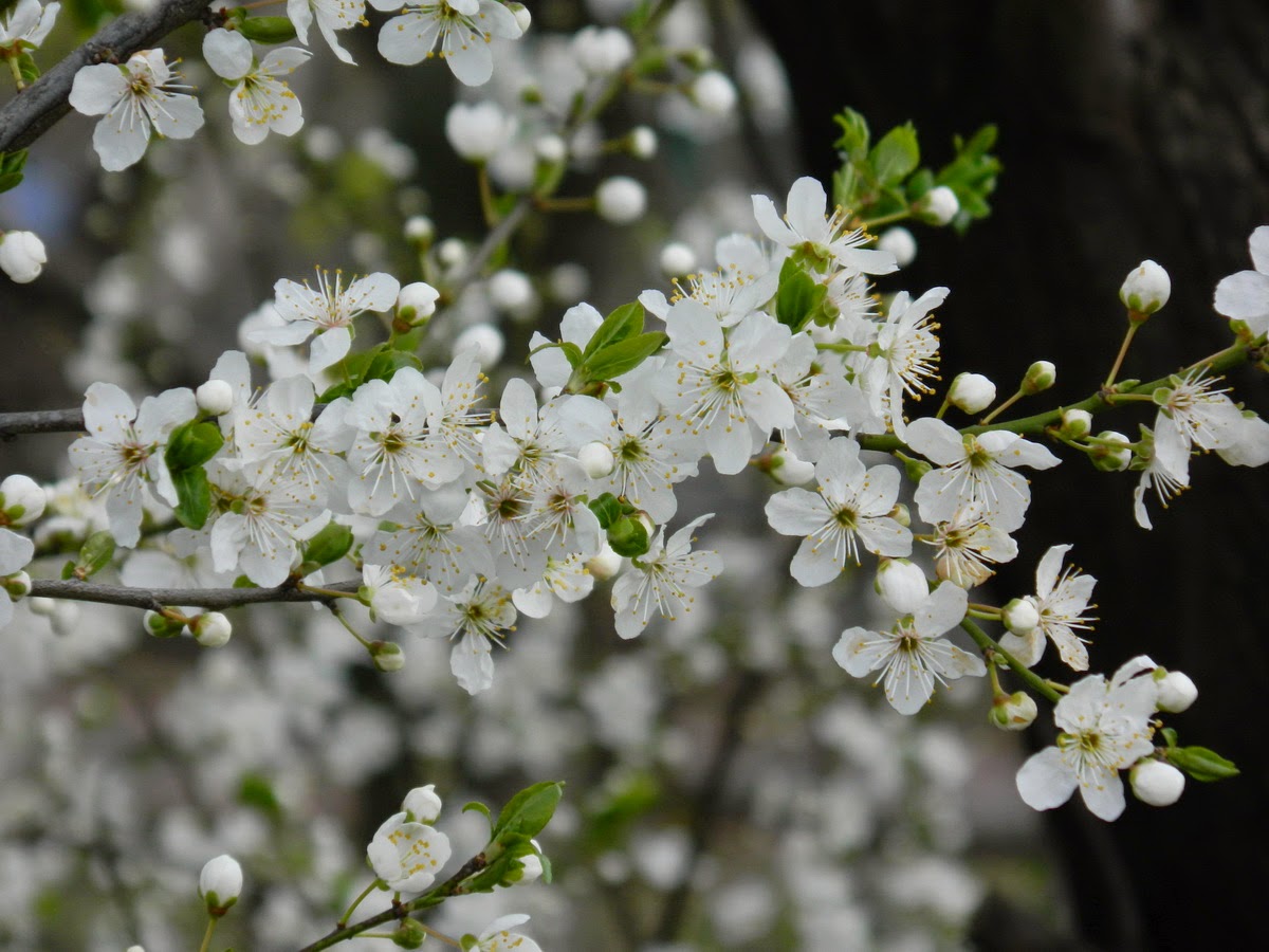 LA MULTI ANI, ROMANIA!: Pom inflorit