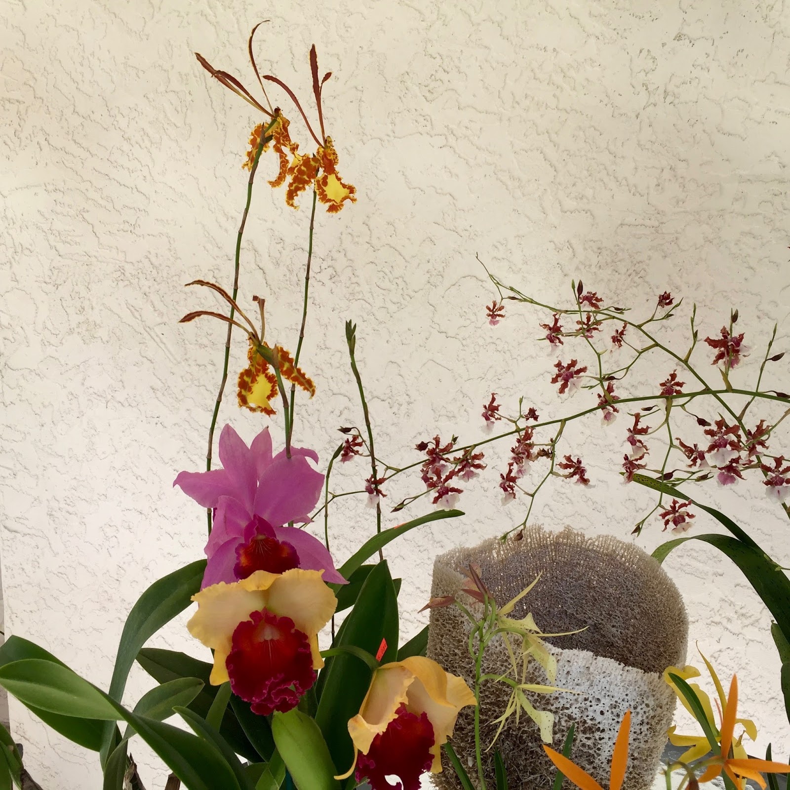 Wildewood Wonders: Adopt an Orchid Program