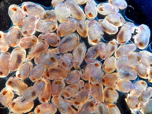 Phoenix Islands Blog