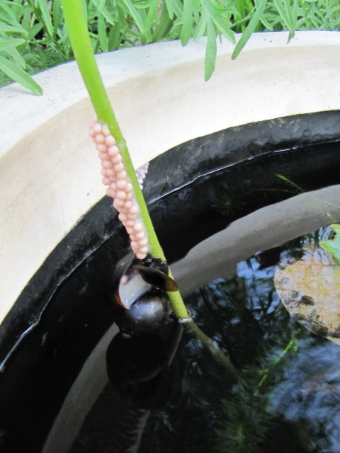 Blogging in Myrtle Glen, a central Florida gardening journal: Florida ...