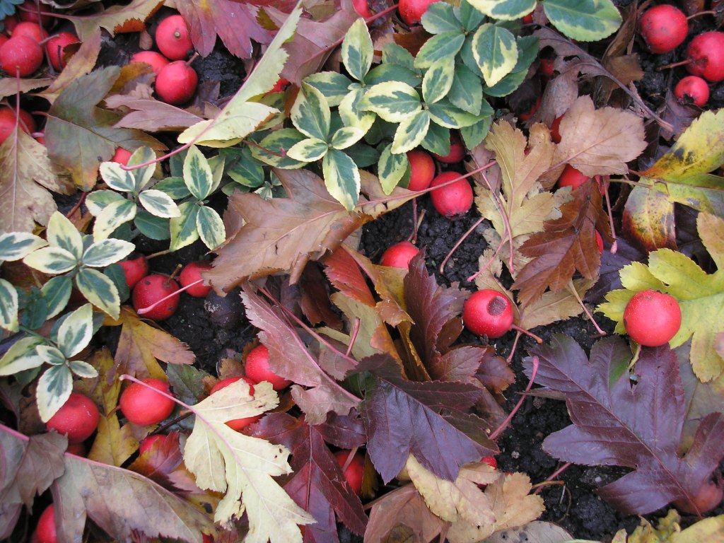 KERTIMÁDÓ: 2009. NOVEMBERI KÉPEK 1.