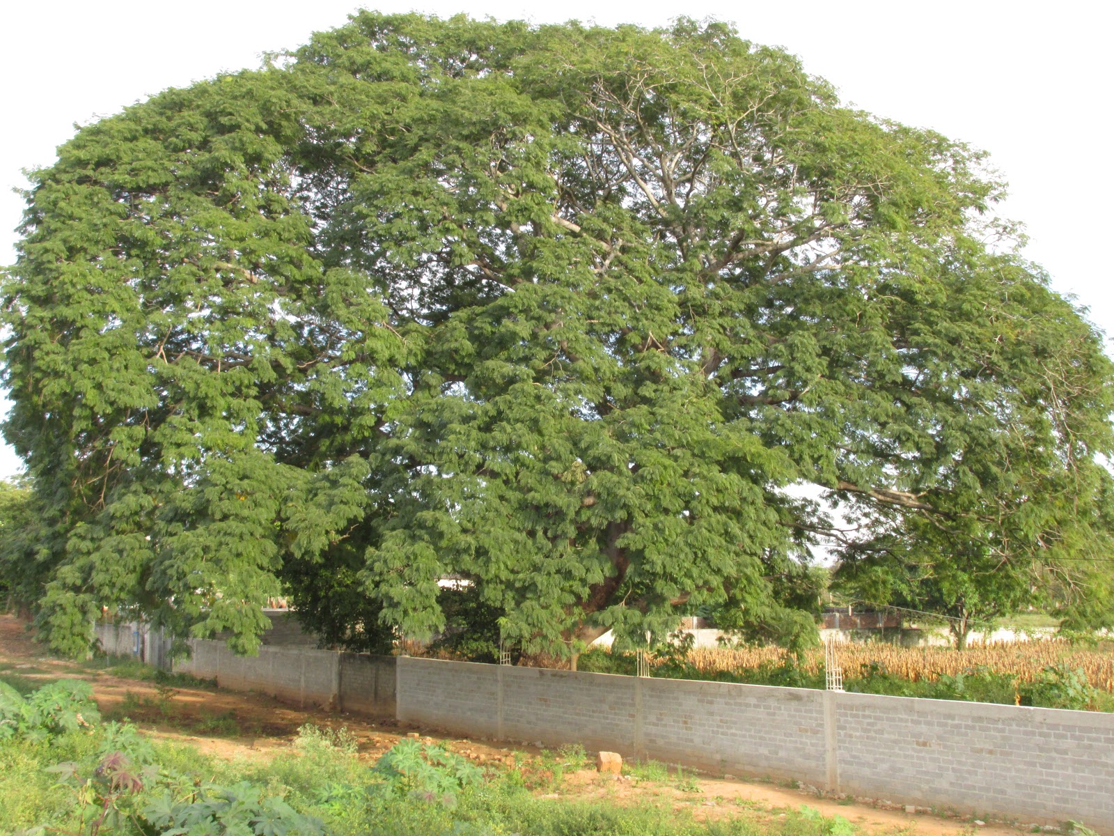 Bike Touring Mexico: Mission Rainbow part II : Big trees, backpackers ...