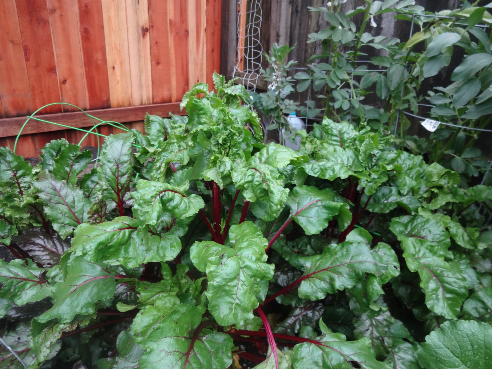 The Scientific Gardener: Why I Love False Starts