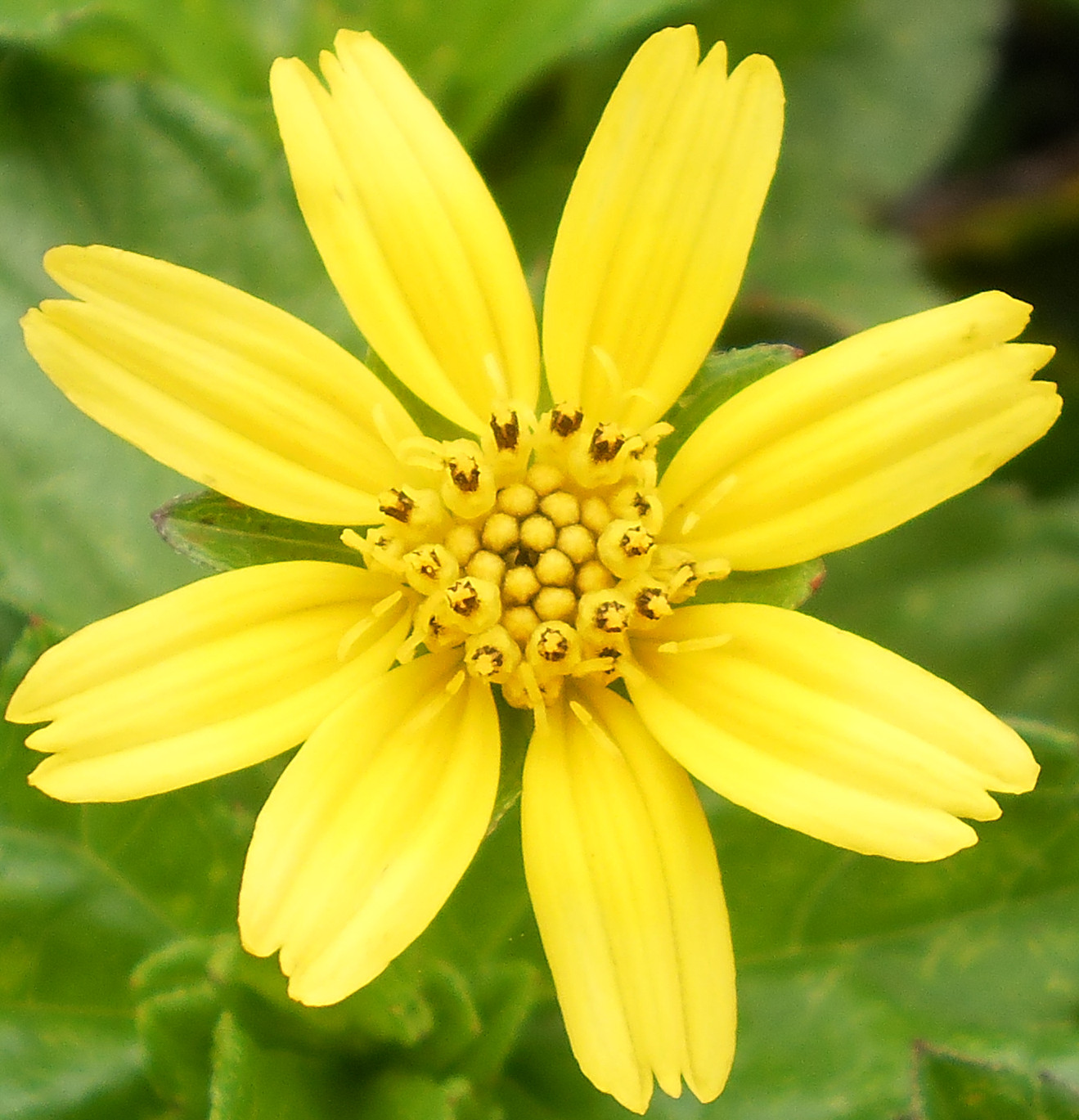 Terbaru 20+ Gambar Bunga Matahari Kecil - Gambar Bunga Indah