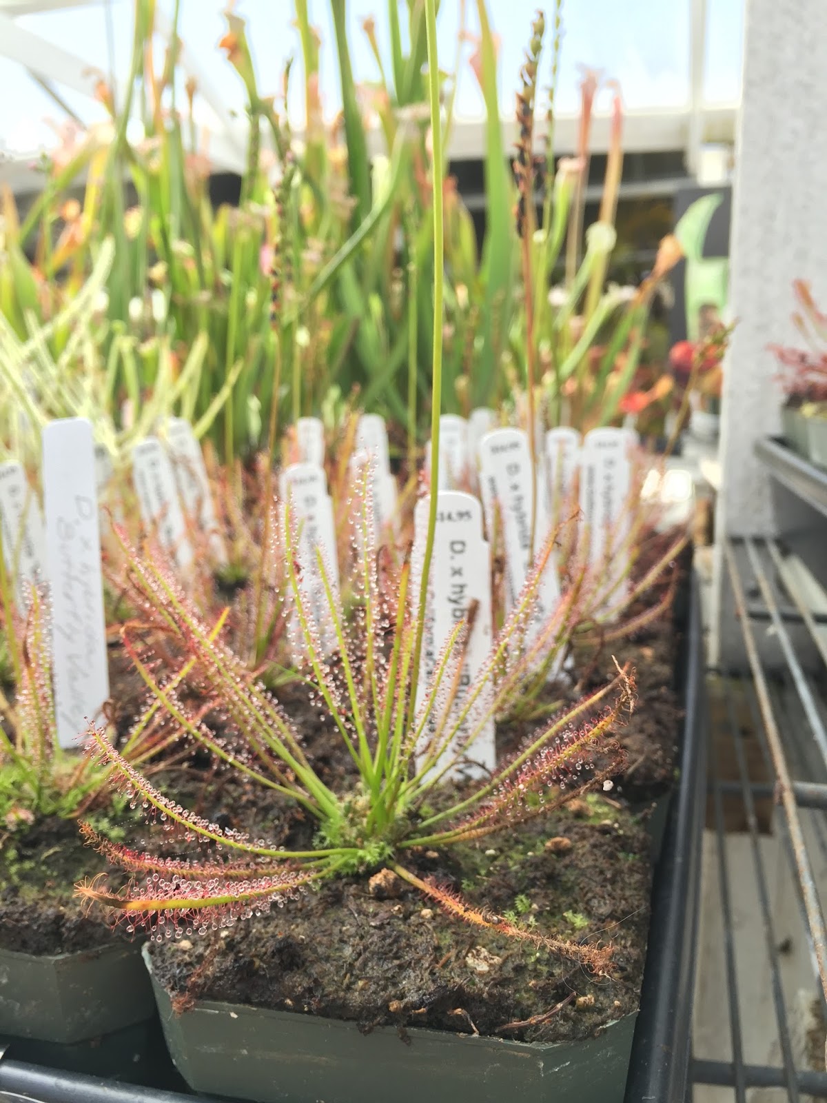 California Carnivores: July 2015