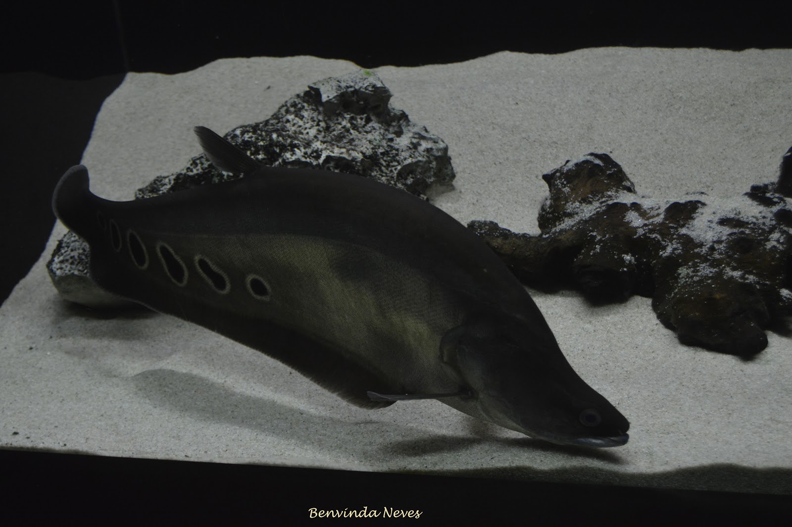 "Sua Maldade"...: Fluviário de Mora...