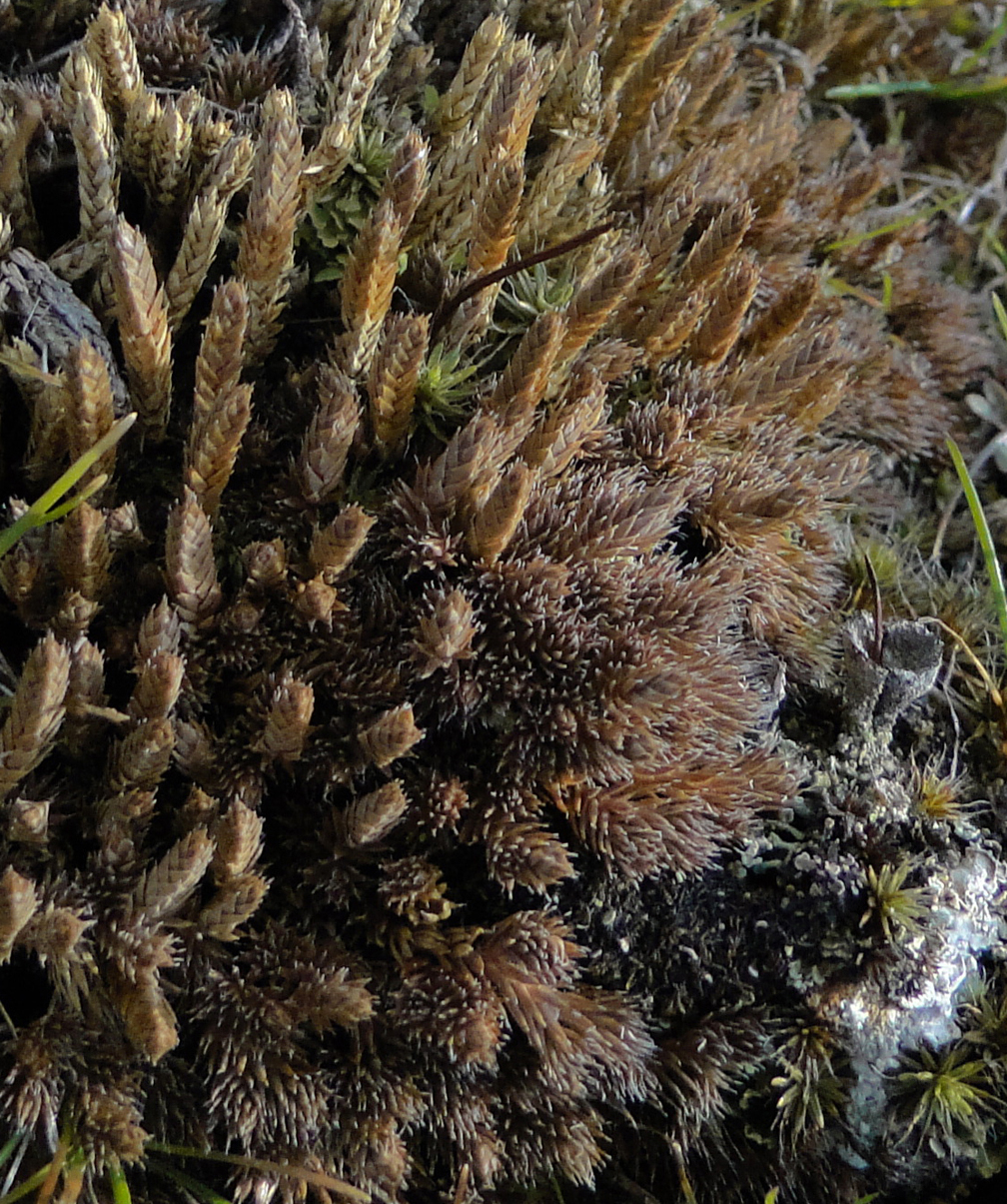 Slatsz Wildflower Walks 2012: March 19, 2012 - Monday