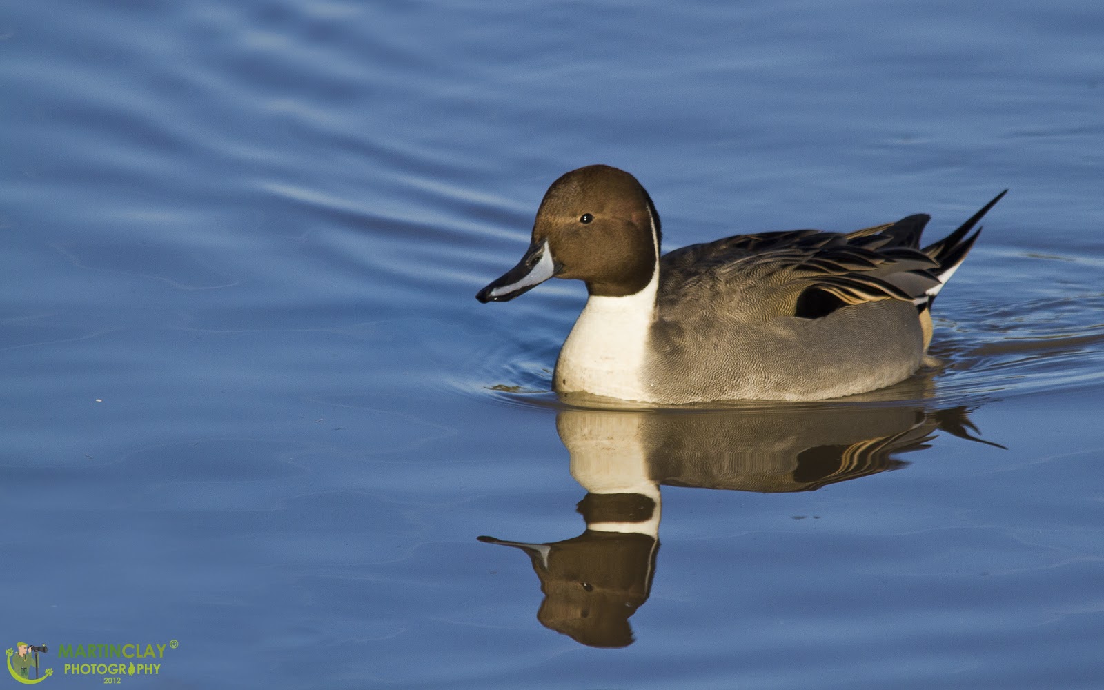 Martin Clay Photography: Perfect Pintail