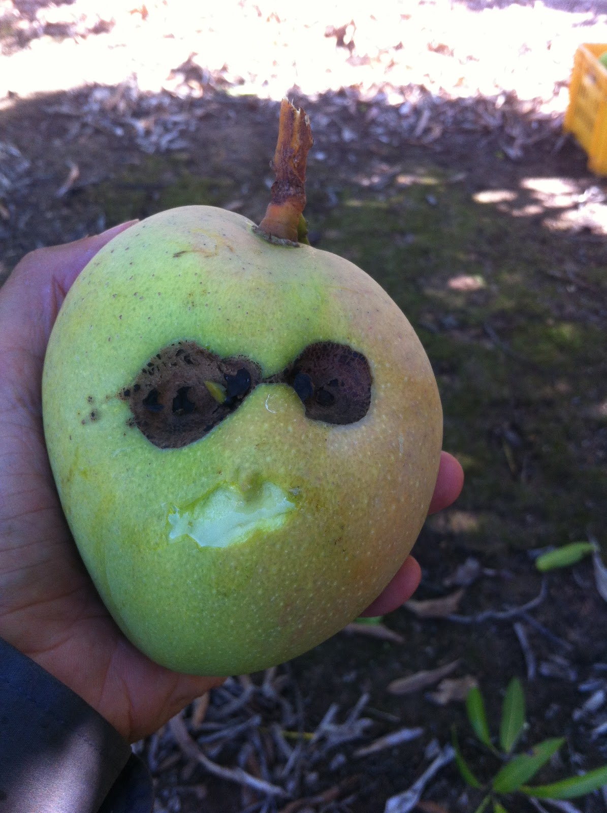 Abenteuer Australien: Silvester, Mango-Burn und Mango-Rash