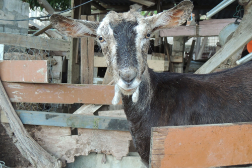 TFay Caribbean 2013: Amazing Barbados