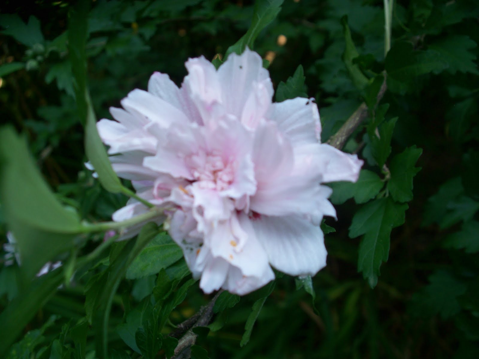 Garden Beauty: Althaea, Hibiscus or Rose of Sharon