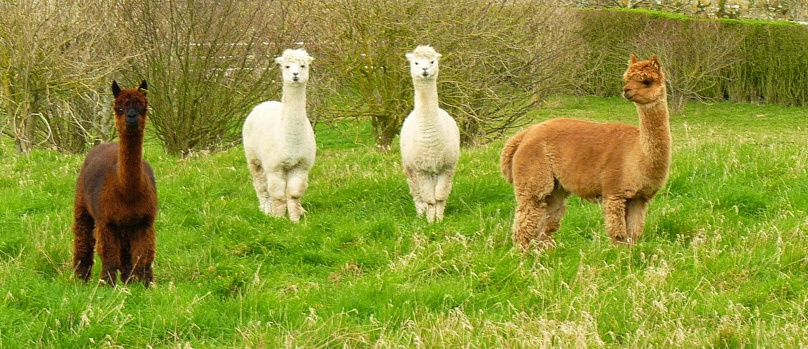 Birding For Pleasure: Alpaca on the Isle of Wight