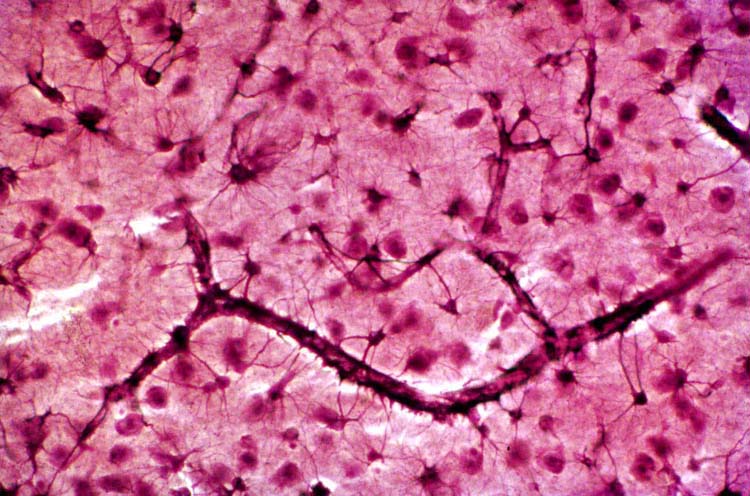 el moderno prometeo: Breve introducción al tejido nervioso.