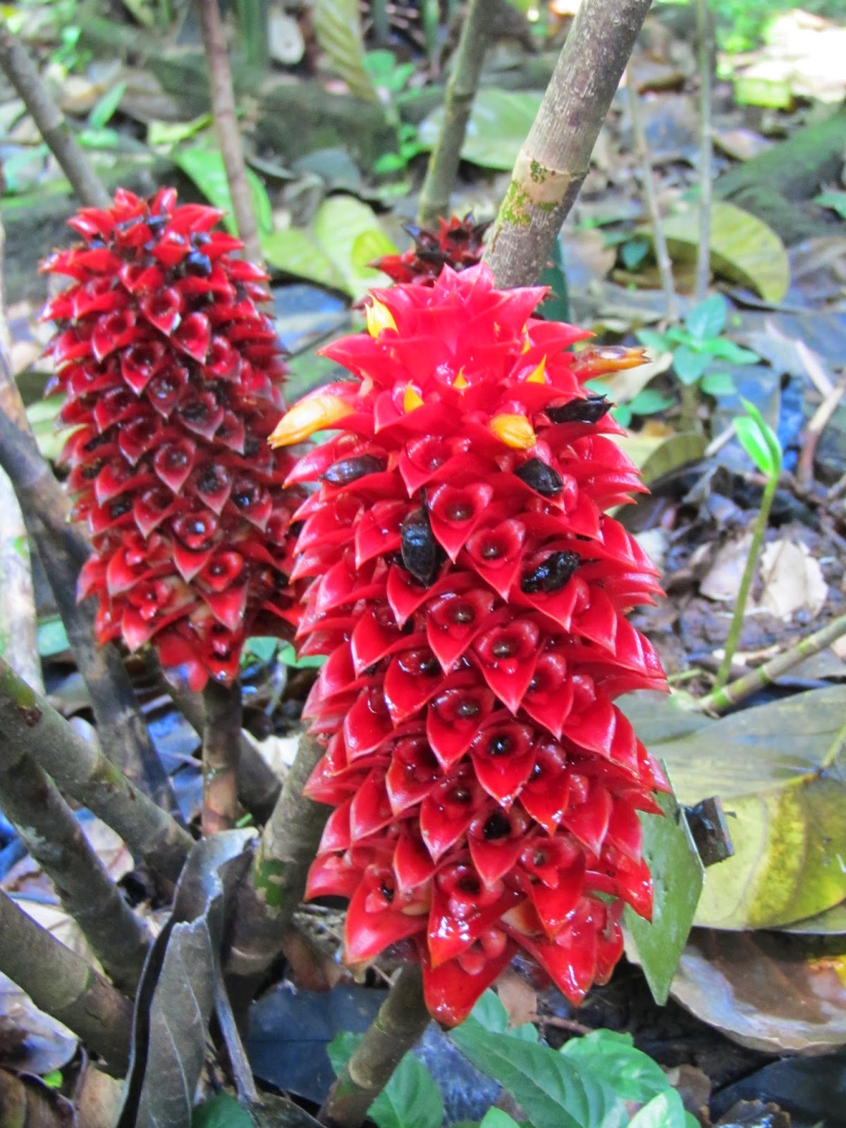 Dixie's Malaysian Botanical Blog: A Botanist's Dream -- Bamboo Flowers ...