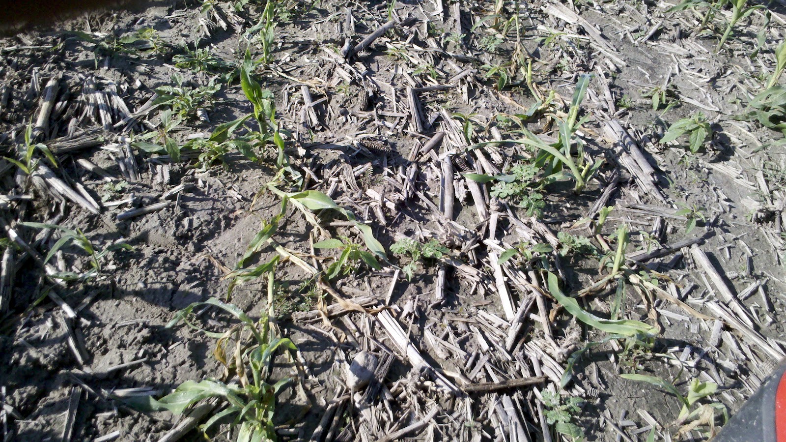 Observations in Agriculture: Damaged Corn