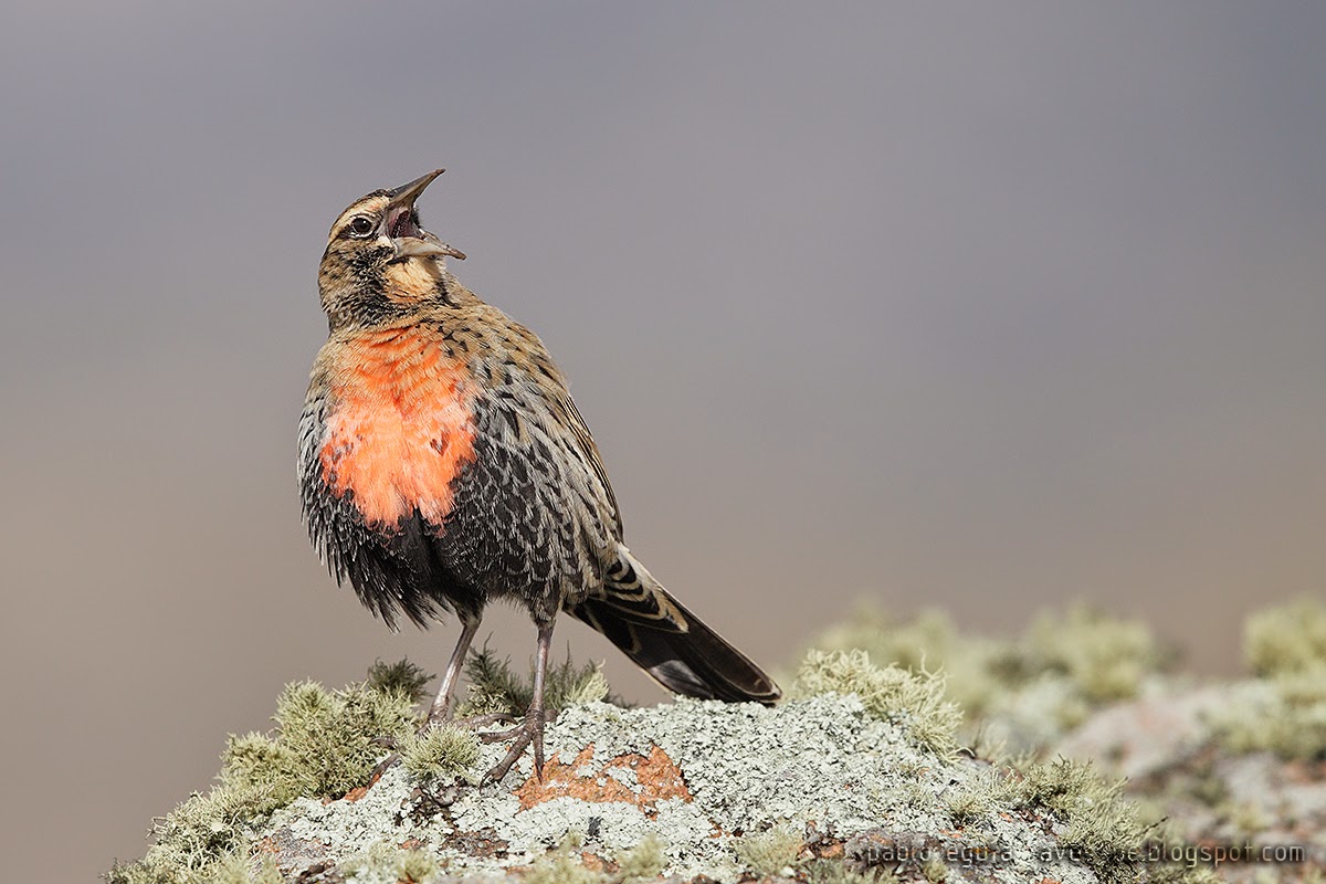 mis fotos de aves: Leistes loyca Loica Long-tailed Meadowlark