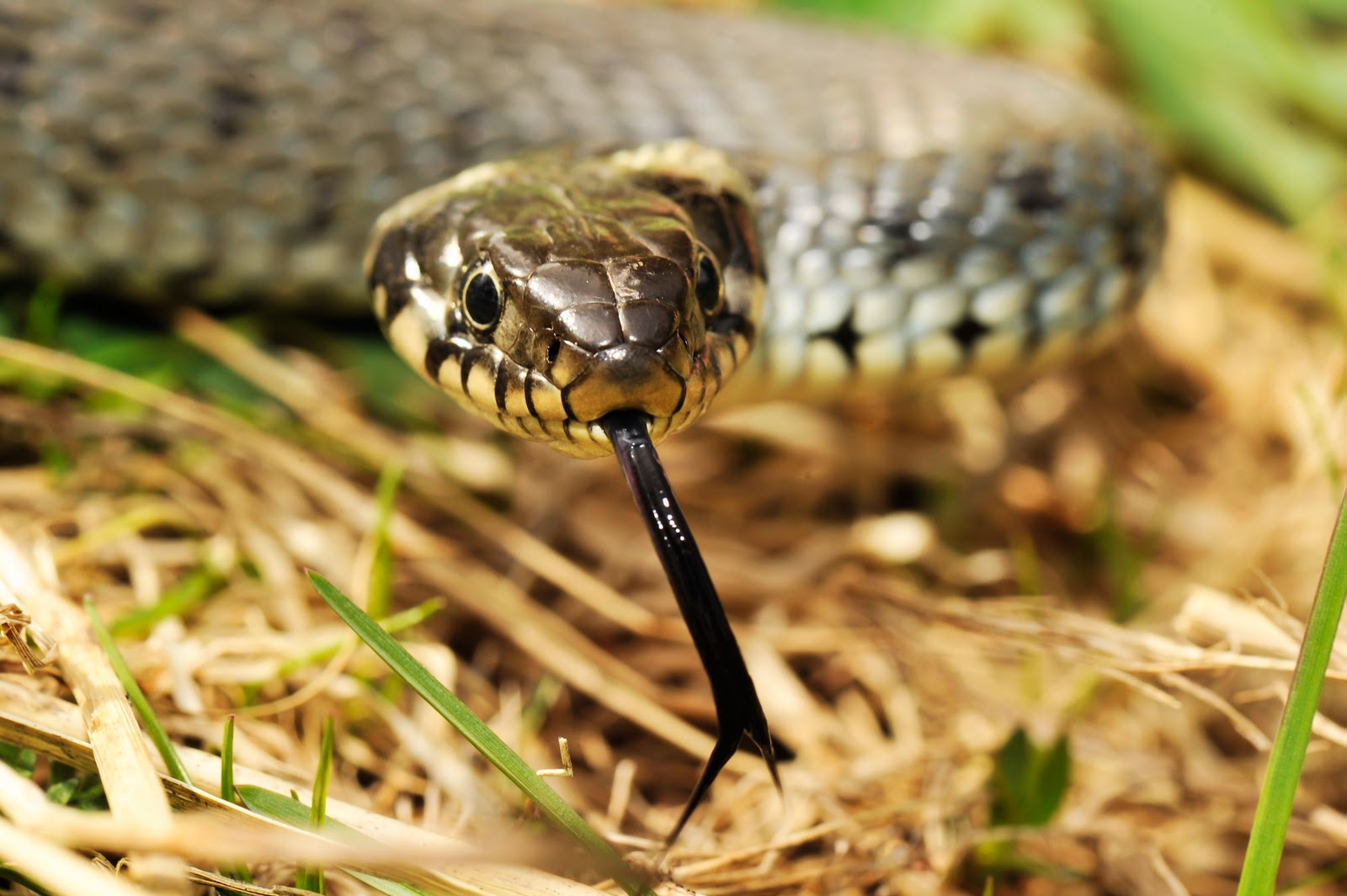 Roger Brendhagen: Buorm