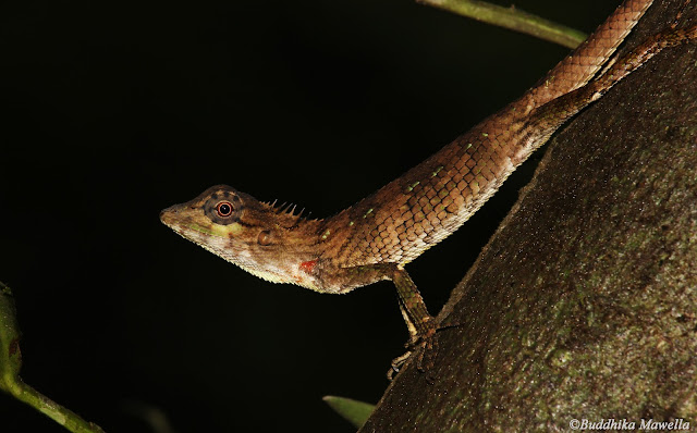 Lanka Nature Summary: Whistling lizard (Calotes liolepis)