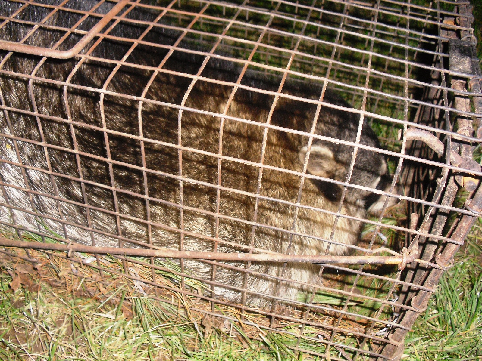 Clever Soiree: Unwelcome Critters