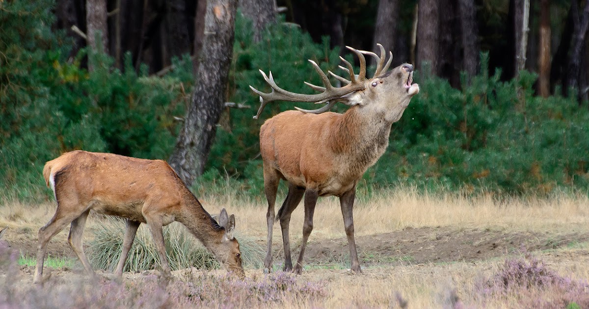 Foto's: Edelhert