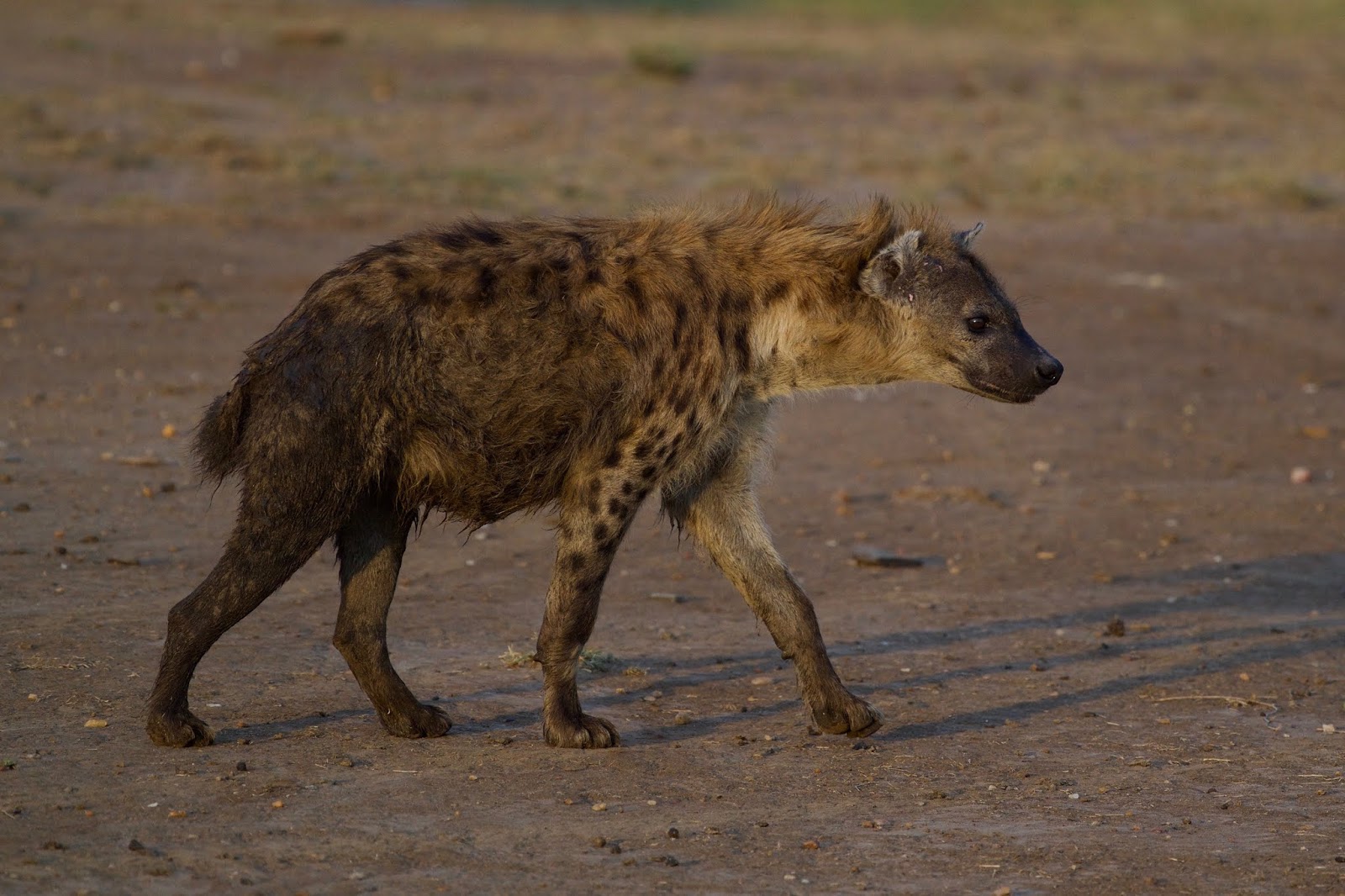 Naturfoto Einar Hugnes: Kenya 5: Flodhest med hodepynt, vakre ...