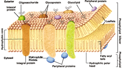 Biolog(p)ie Site: Cell Membrane Resume : Singer and Nicolson Fluid ...