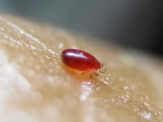 Tungau pada burung kenari | SAUNG KENARI