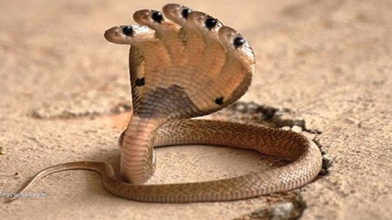 vieteva: rắn hổ mang chúa