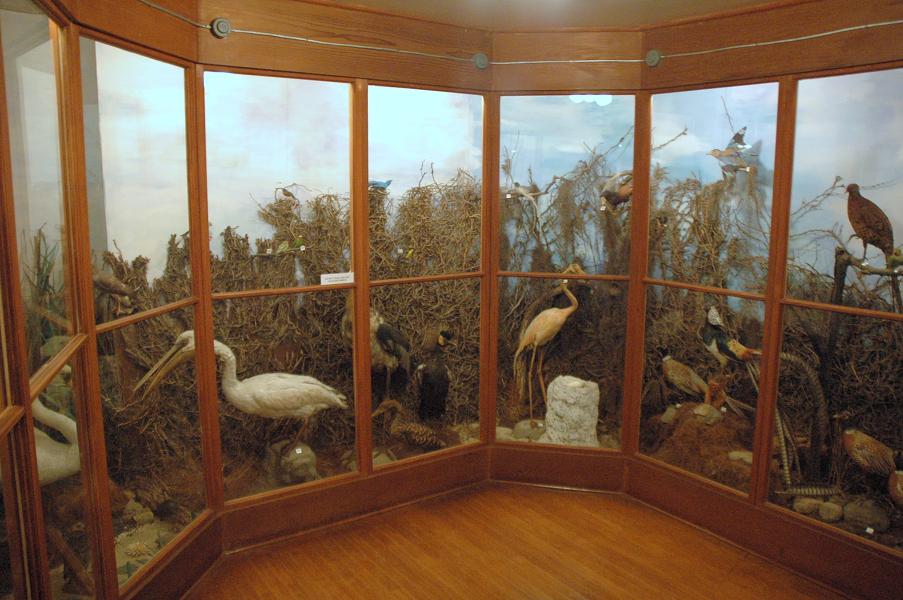 OTIS (Odd Things I've Seen): Woodman Institute Museum