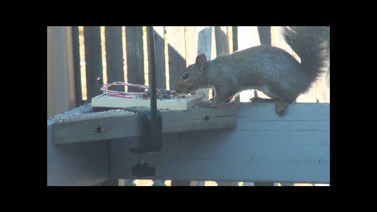 Shaun Train: How to Trap a Wild Squirrel