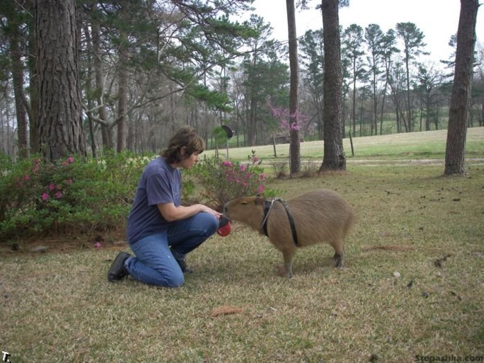 Beautiful World : Capybara from Texas