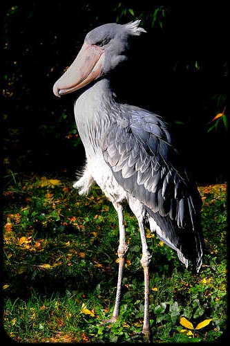 Herald Dick Magazine: Naissance d’un nouveau pays : le Sud-Soudan