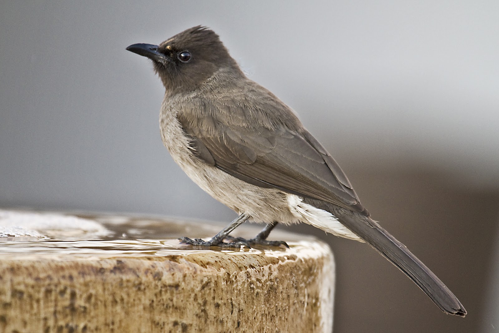 PETER'S PORTFOLIO..............Bird & Wildlife Photography: COMMON ...