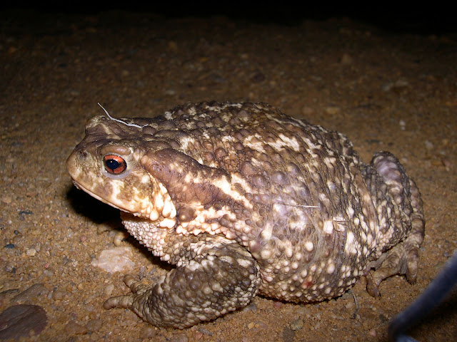 La herpetofauna de Zamora: Bufo bufo