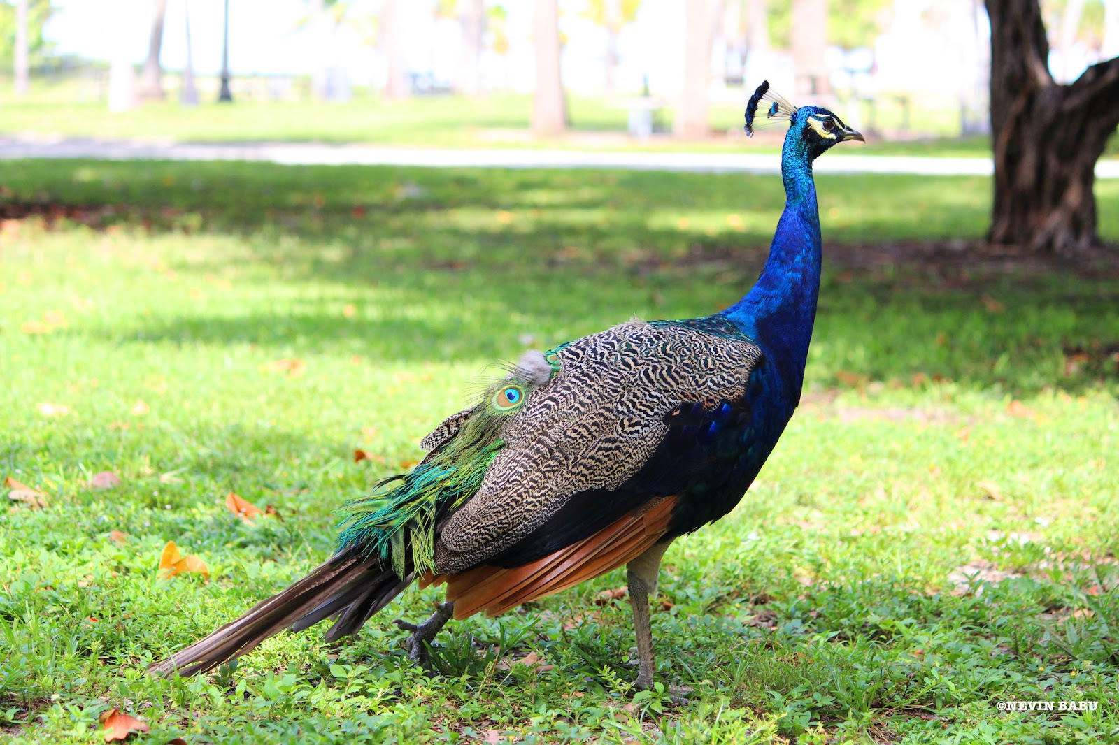 Peacock at the Crandon Park Beach - THROUGH THE LENS