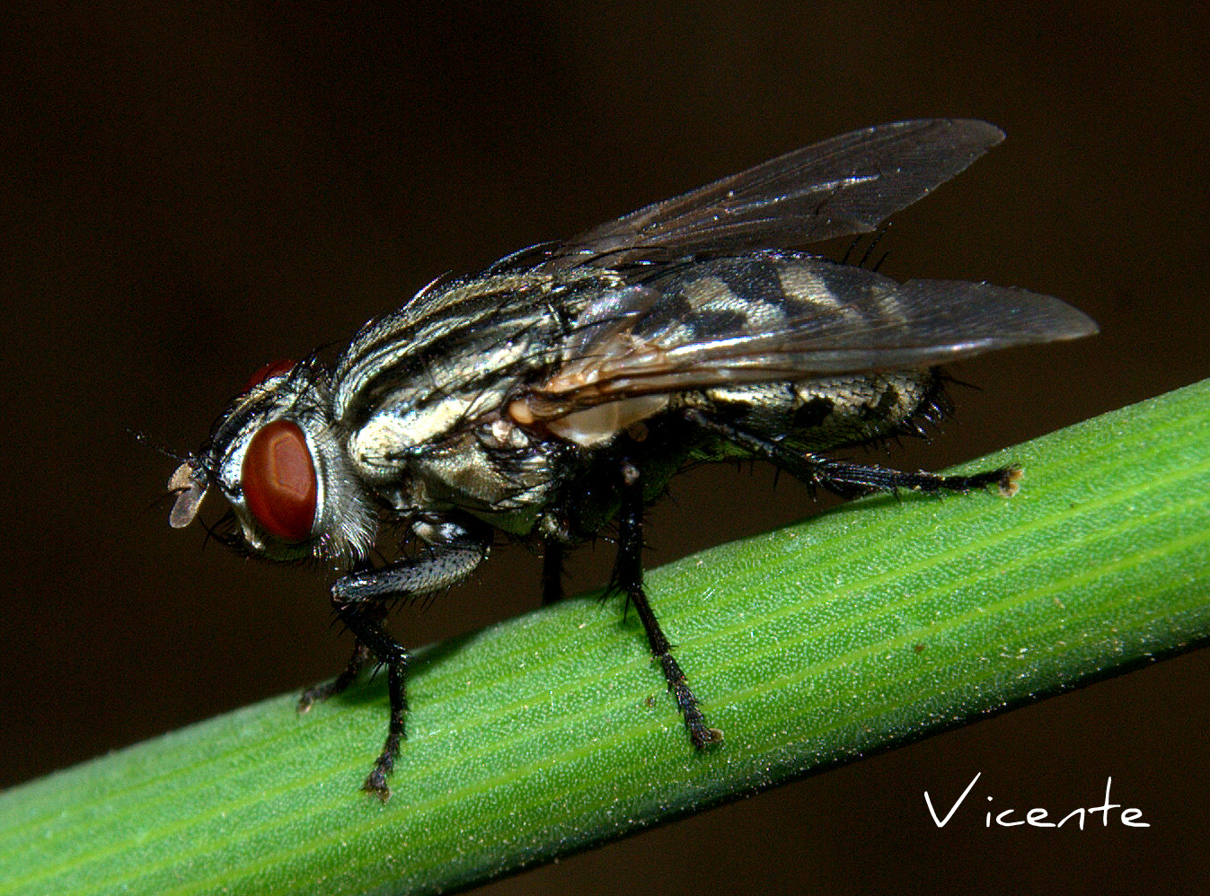 fotografia: dipteros (moscas y mosquitos
