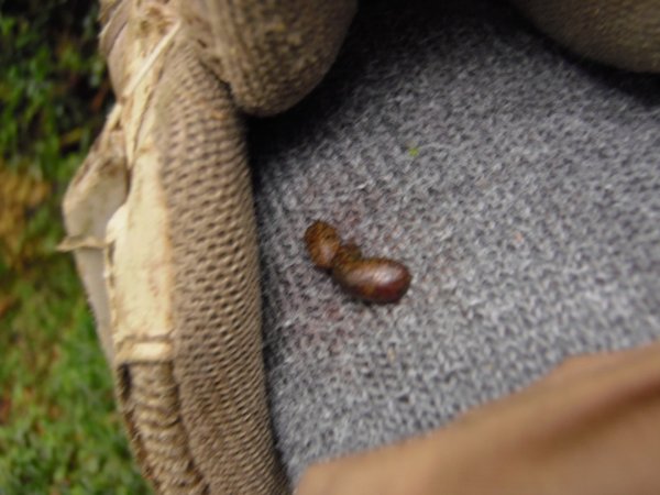 Akyatera Bundokera: Bloody Hell! : Limatik Encounters