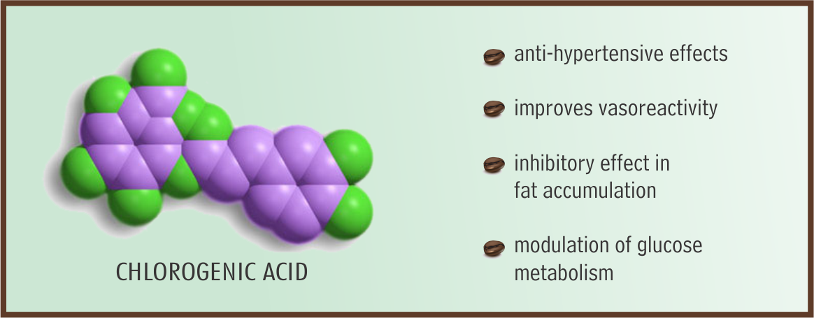 Diet Diaries: Chlorogenic Acid – The Weight Loss Antioxidant in Coffee