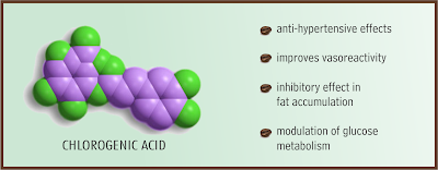 Diet Diaries: Chlorogenic Acid – The Weight Loss Antioxidant in Coffee