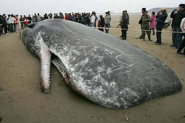 El ojo del buitre: Cachalote (Physeter macrocephalus)