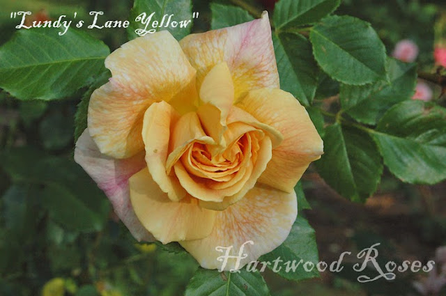 Hartwood Roses: Roses in the Garden, May 19