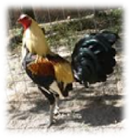 Fanatico de los Gallos de Peleas: Las Diez Mejores Razas de Gallos