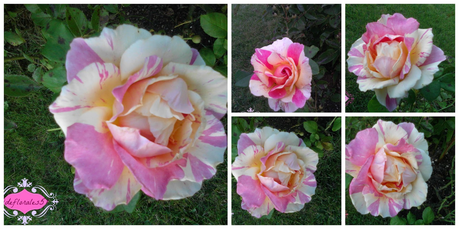 Beautés Florales : ROSES D'AUTOMNE