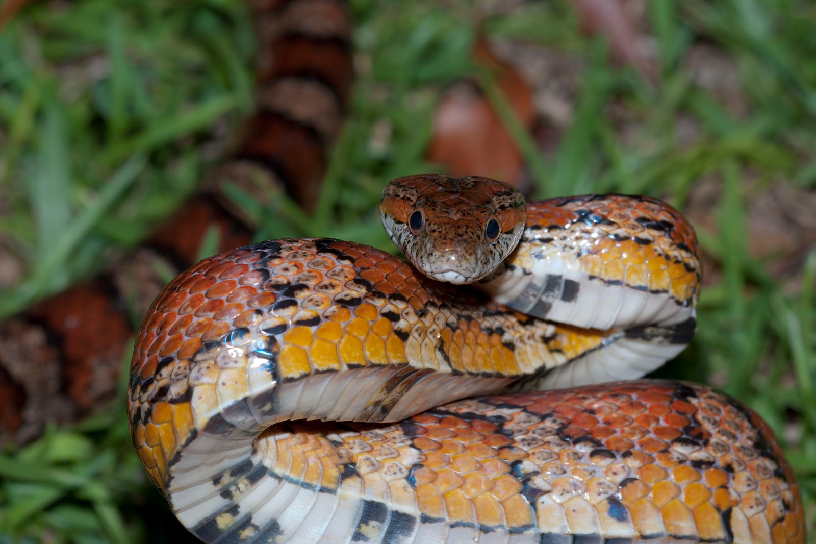 Best 20 Eastern Corn Snake – Best Diet and Healthy Recipes Ever ...